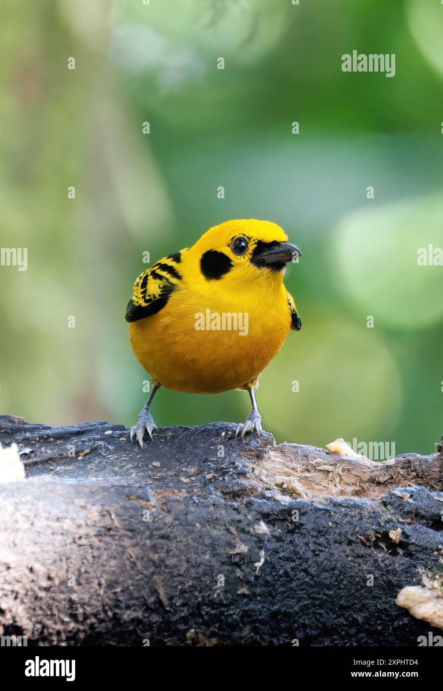 Golden tanager, Goldtangare, Calliste doré, Tangara arthus ...