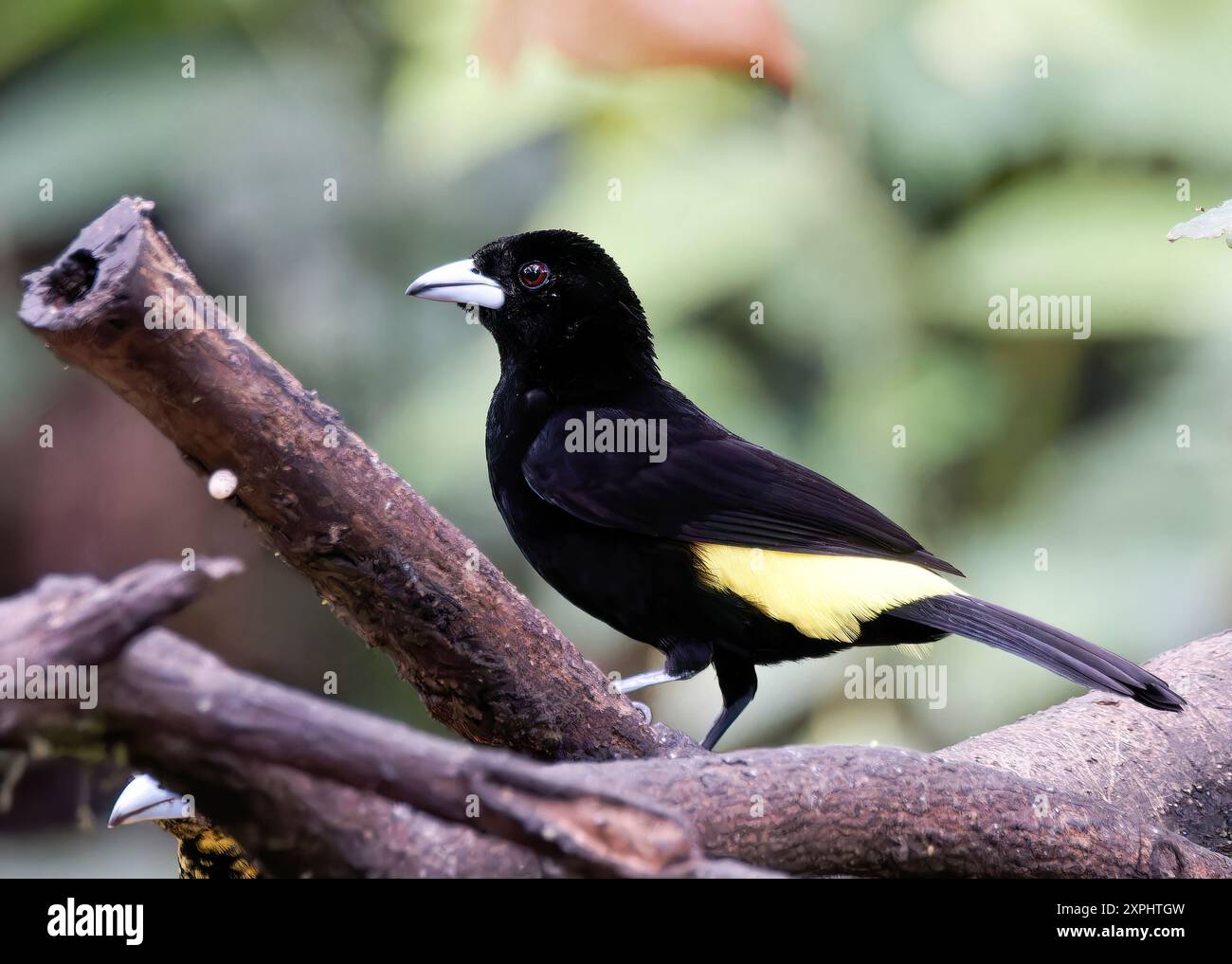 Flame-rumped tanager - male, Tangara flamboyant, Ramphocelus ...