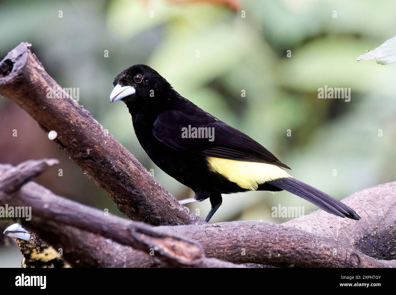 Flame-rumped tanager - male, Tangara flamboyant, Ramphocelus ...