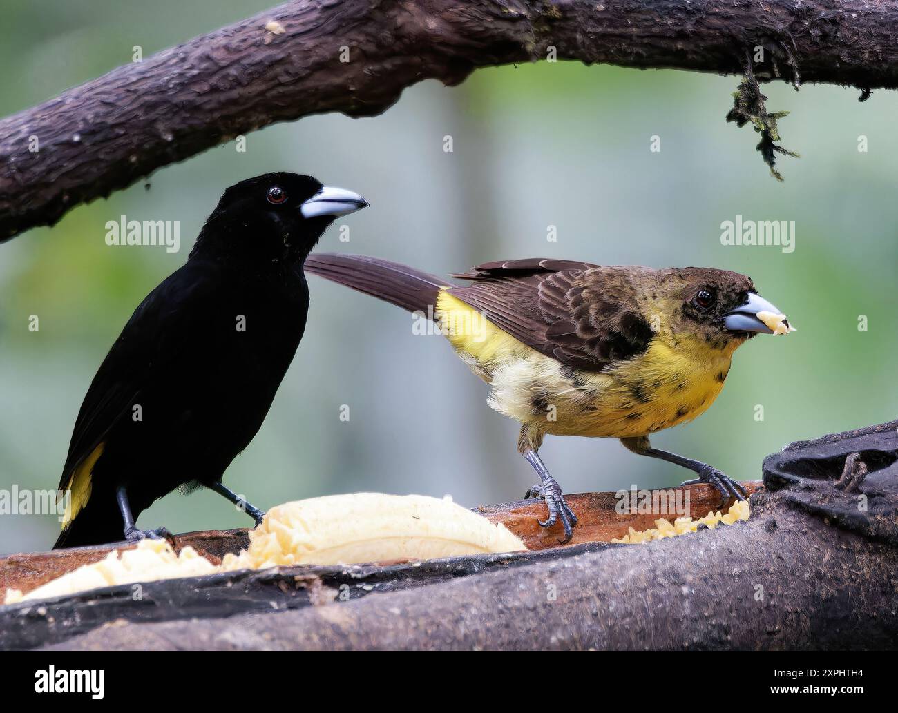 Flame-rumped tanager, Tangara flamboyant, Ramphocelus flammigerus ...