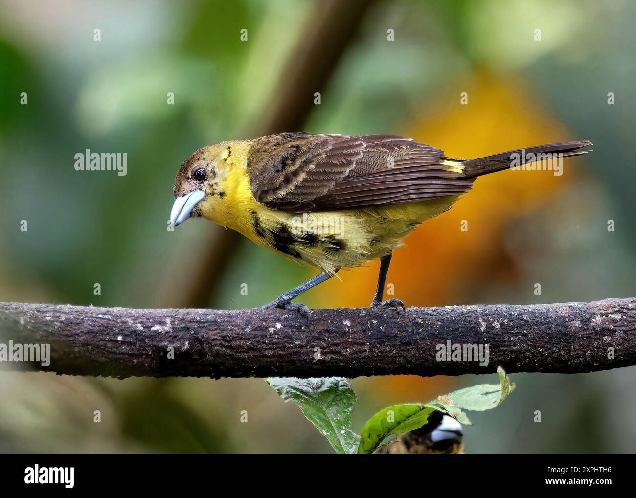 Flame-rumped tanager, Tangara flamboyant, Ramphocelus flammigerus ...