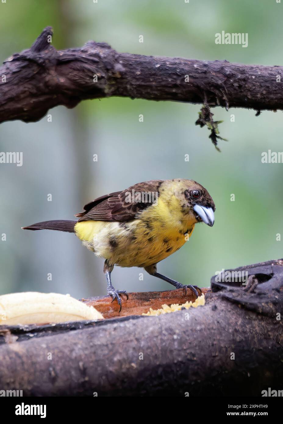 Flame-rumped tanager, Tangara flamboyant, Ramphocelus flammigerus ...