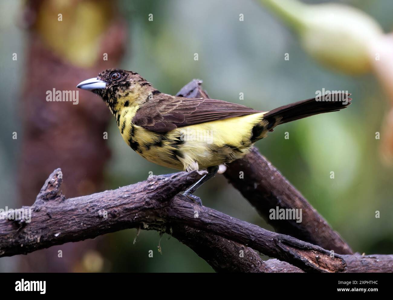 Flame-rumped tanager, Tangara flamboyant, Ramphocelus flammigerus ...