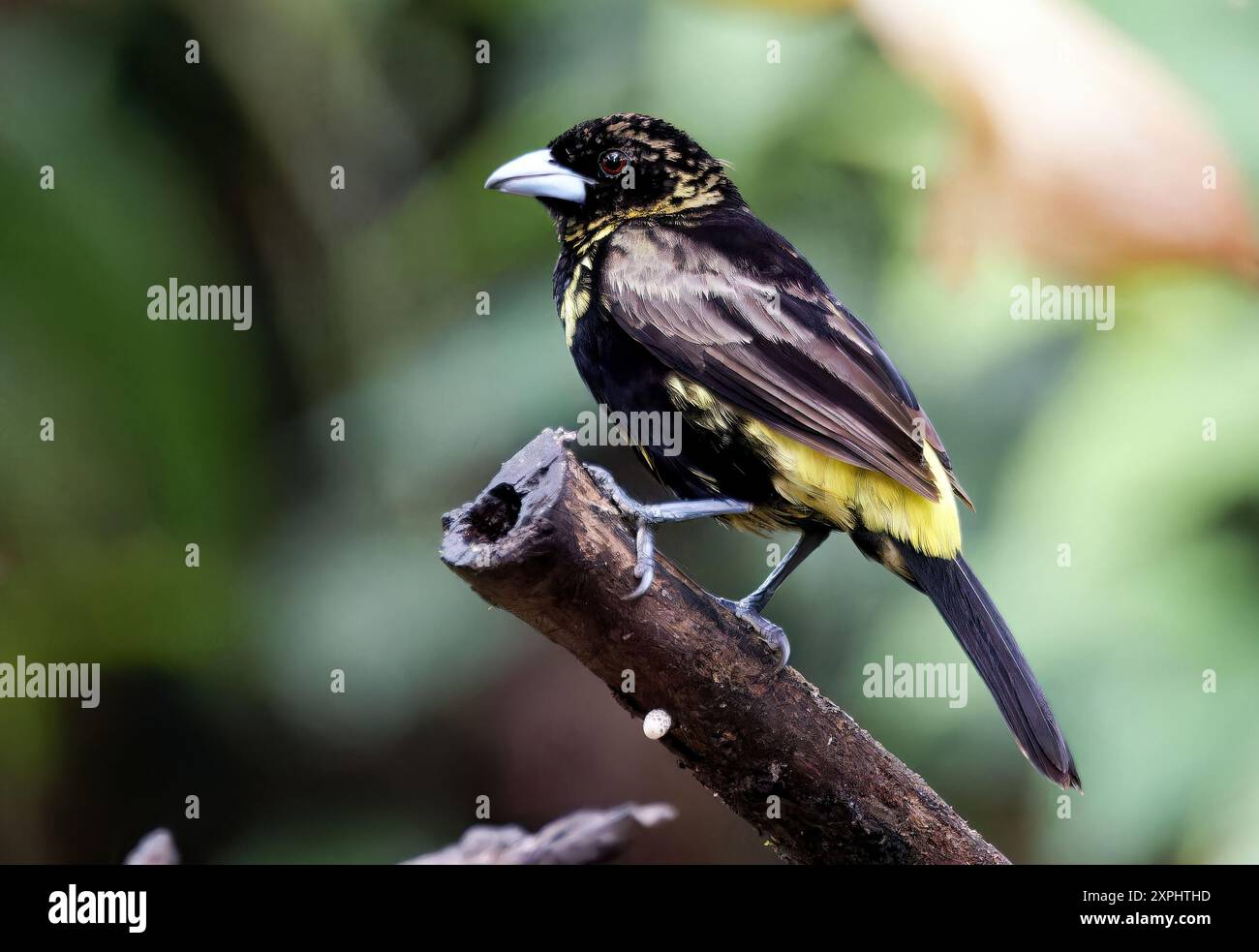 Flame-rumped tanager, Tangara flamboyant, Ramphocelus flammigerus ...