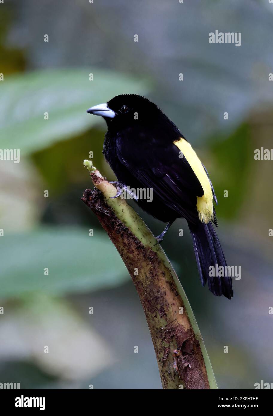 Flame-rumped tanager - male, Tangara flamboyant, Ramphocelus ...