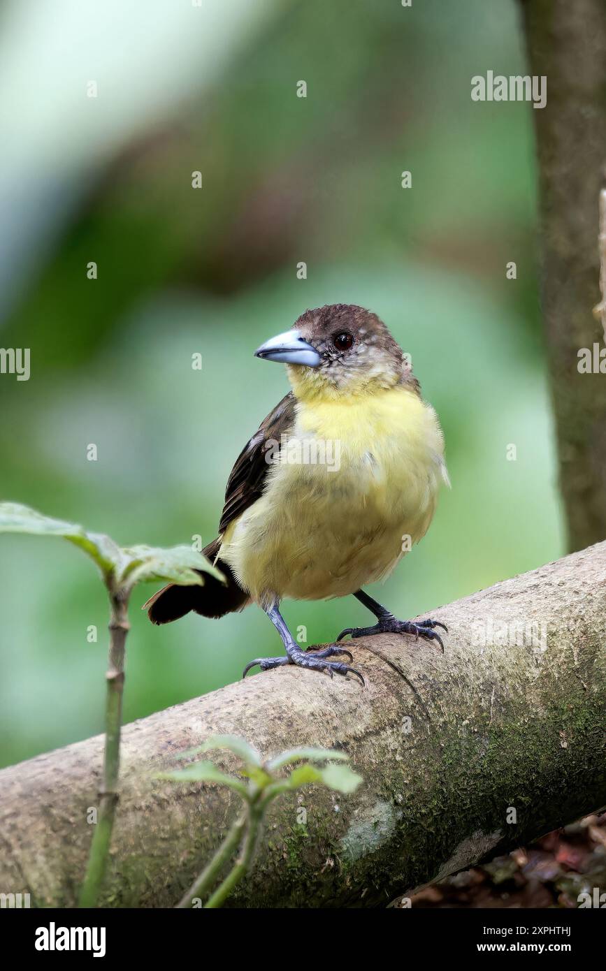 Flame-rumped tanager - female, Tangara flamboyant, Ramphocelus ...