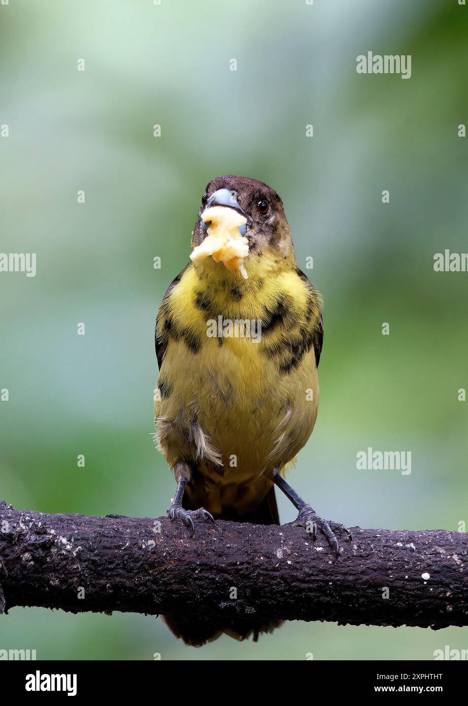 Flame-rumped tanager, Tangara flamboyant, Ramphocelus flammigerus ...