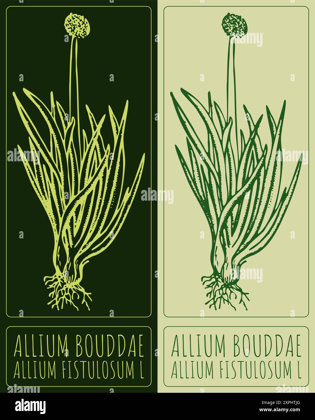 Vector drawing WELSH ONION. Hand drawn illustration. Latin name is ...