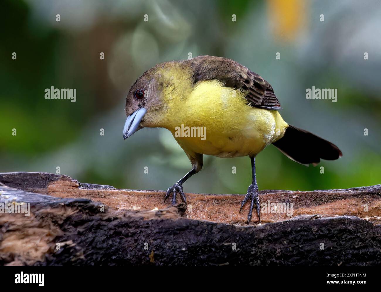 Flame-rumped tanager - female, Tangara flamboyant, Ramphocelus ...