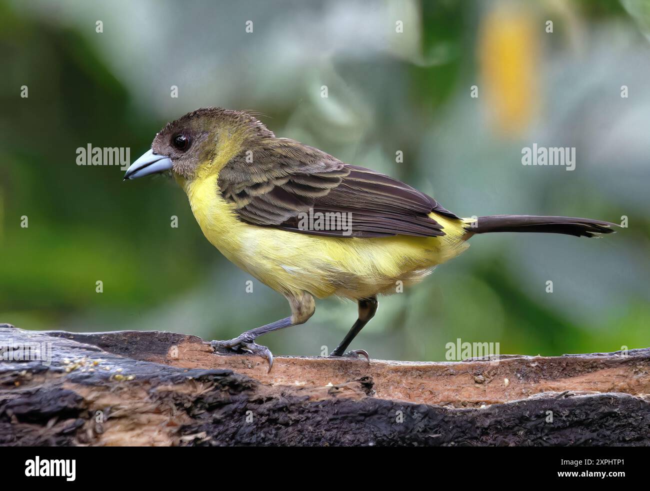 Flame-rumped tanager - female, Tangara flamboyant, Ramphocelus ...