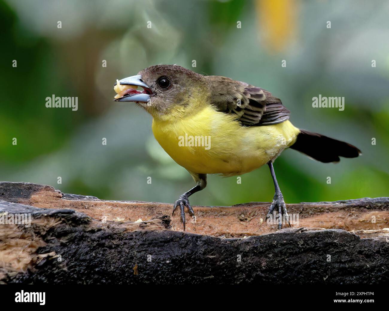 Flame-rumped tanager - female, Tangara flamboyant, Ramphocelus ...