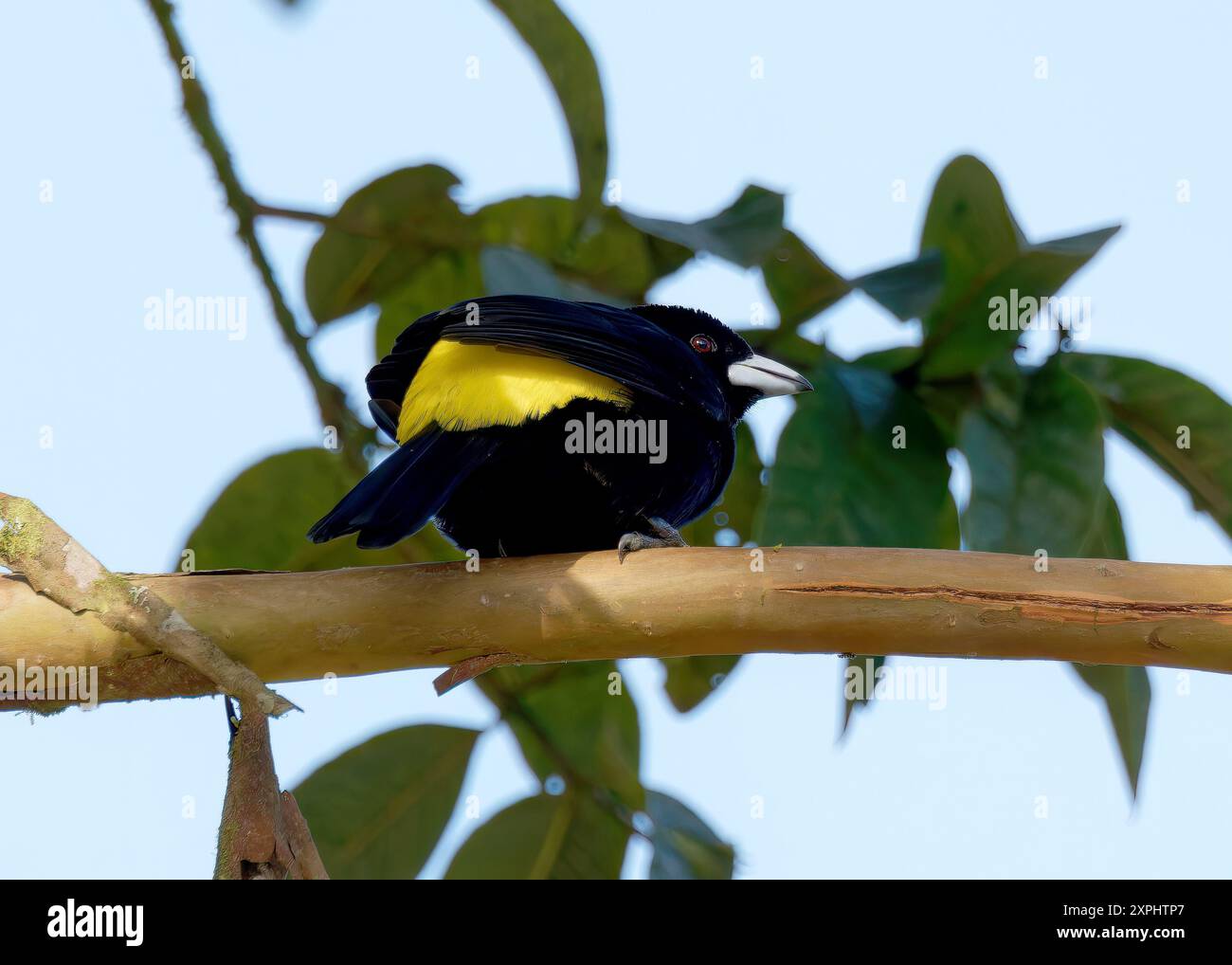 Flame-rumped tanager - male, Tangara flamboyant, Ramphocelus ...