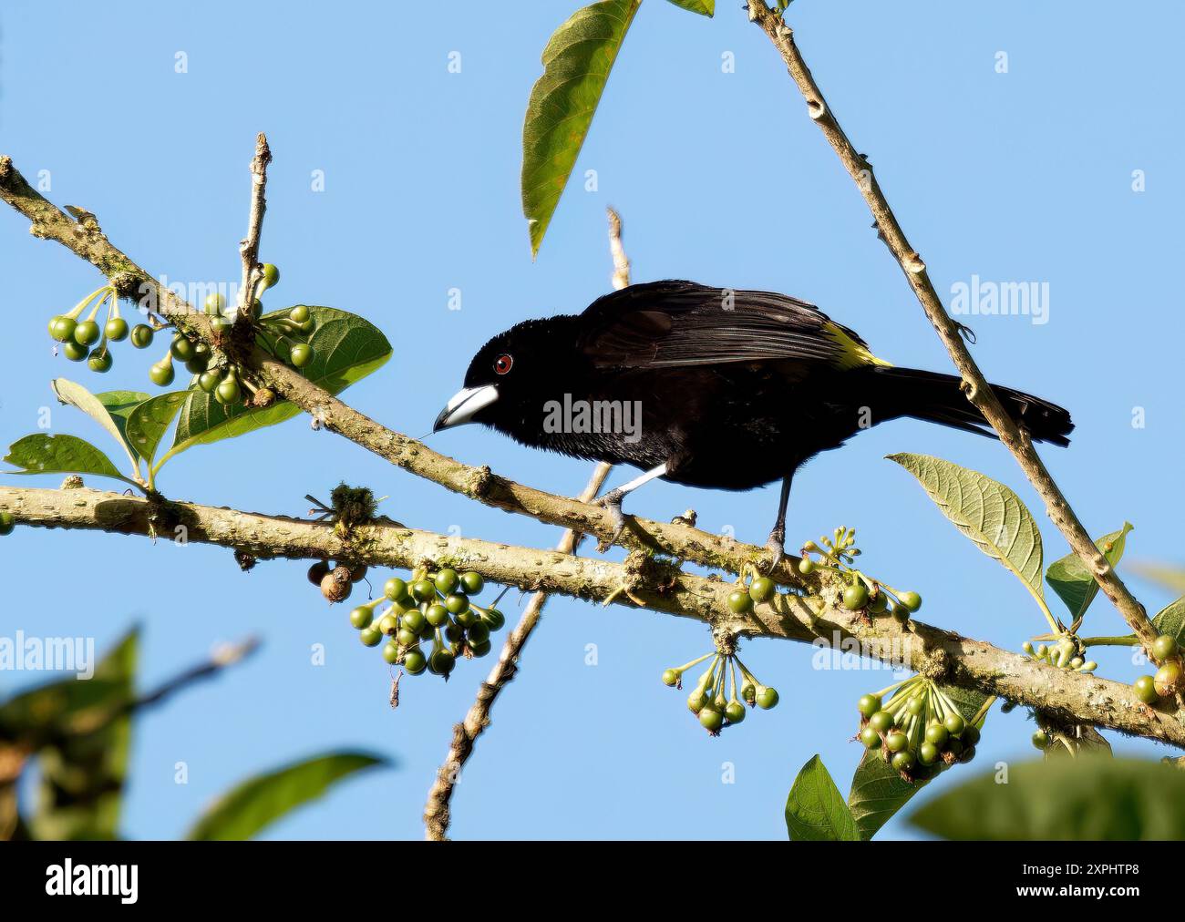 Flame-rumped tanager - male, Tangara flamboyant, Ramphocelus ...