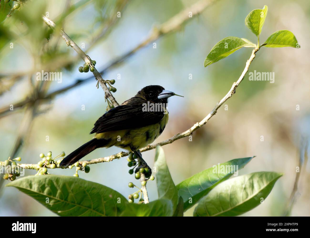 Flame-rumped tanager, Tangara flamboyant, Ramphocelus flammigerus ...