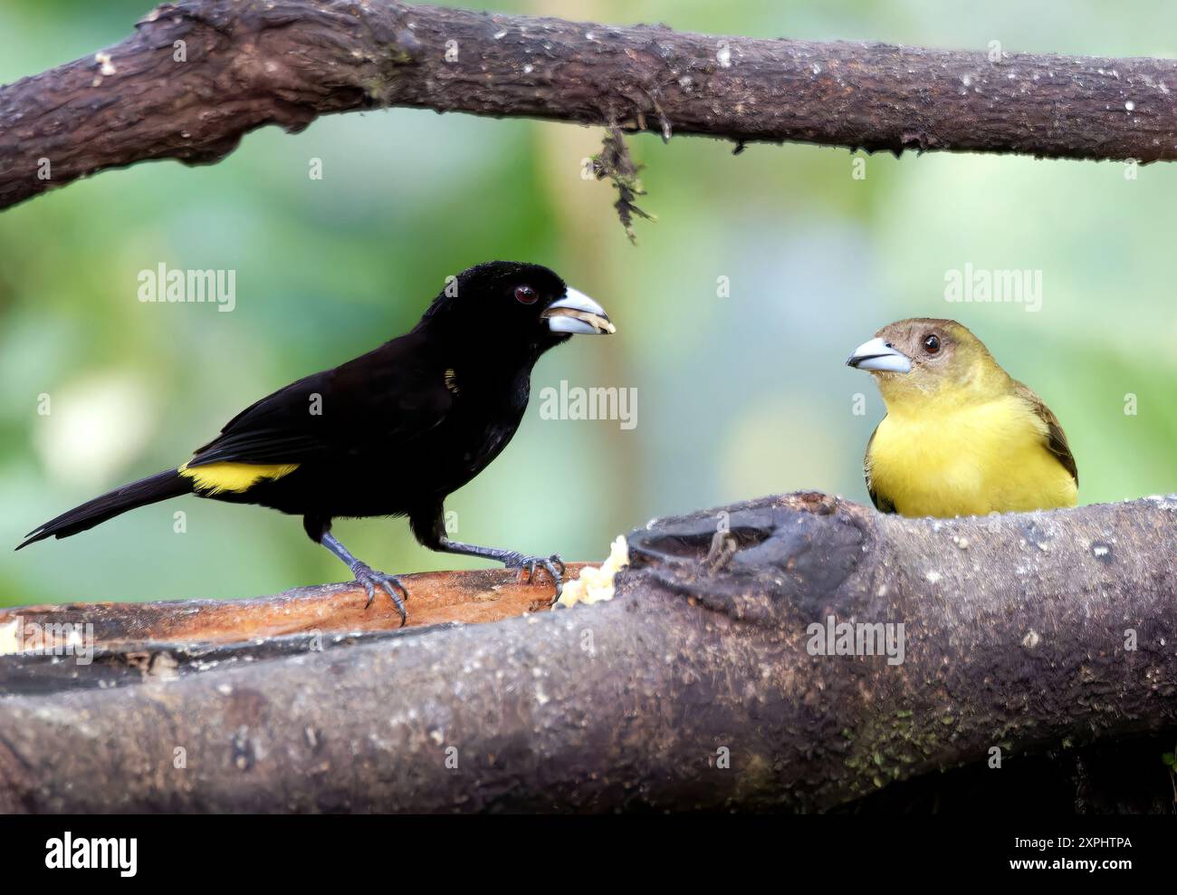 Flame-rumped tanager - male, Tangara flamboyant, Ramphocelus ...
