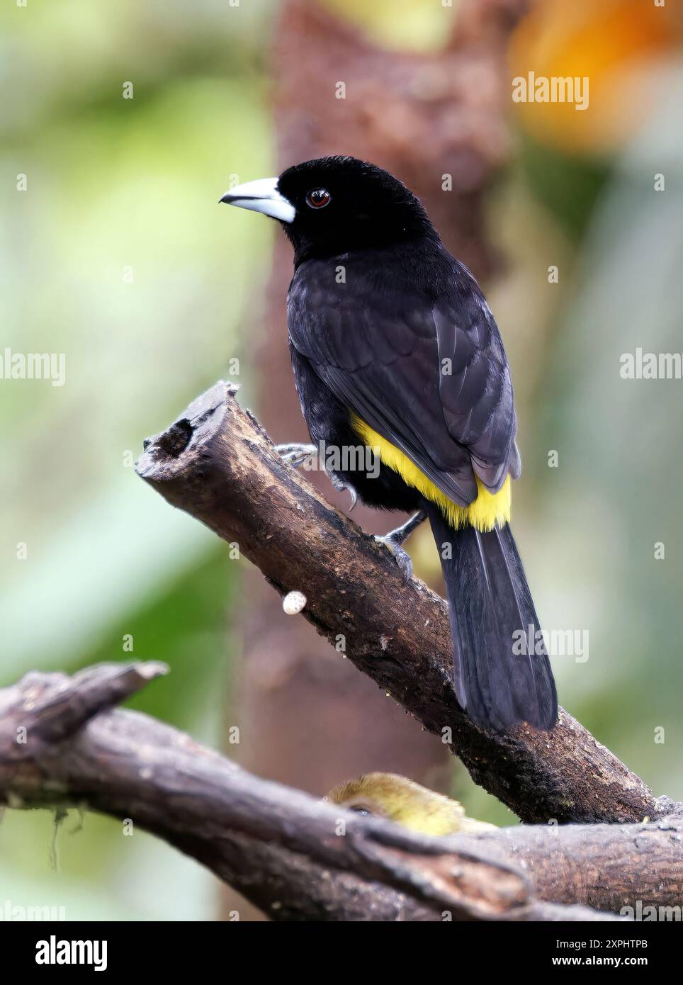 Flame-rumped tanager - male, Tangara flamboyant, Ramphocelus ...