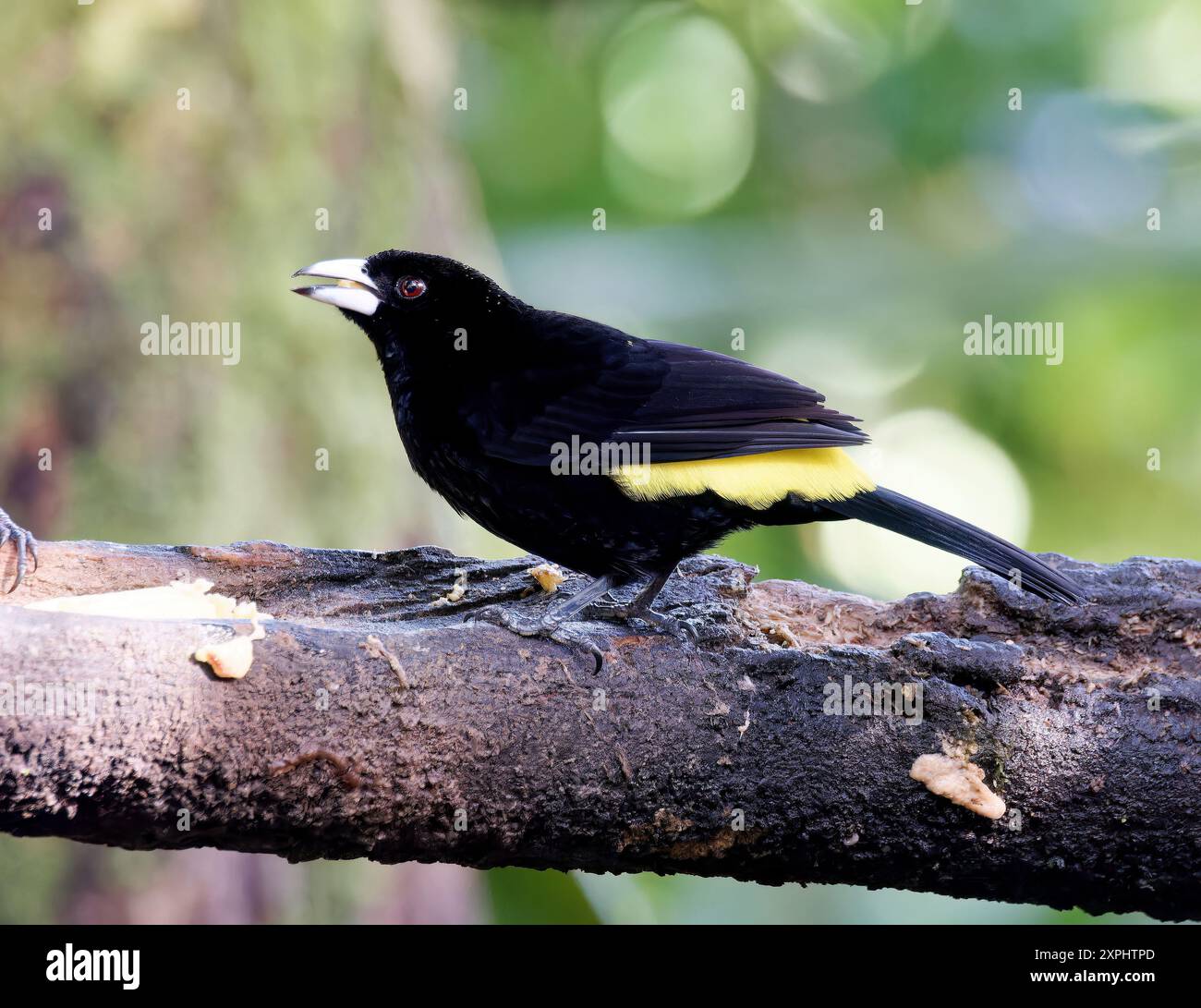 Flame-rumped tanager - male, Tangara flamboyant, Ramphocelus ...