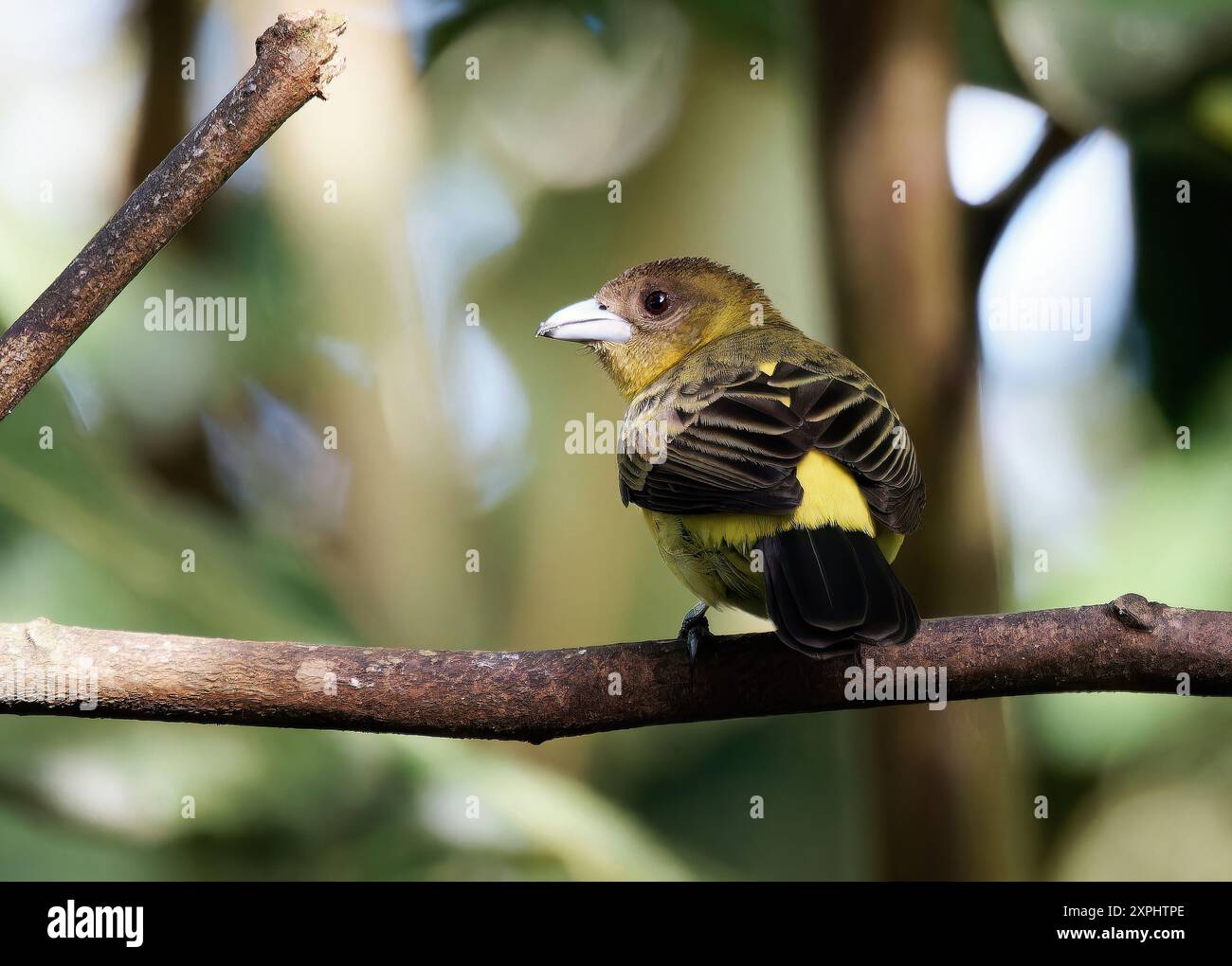 Flame-rumped tanager - female, Tangara flamboyant, Ramphocelus ...