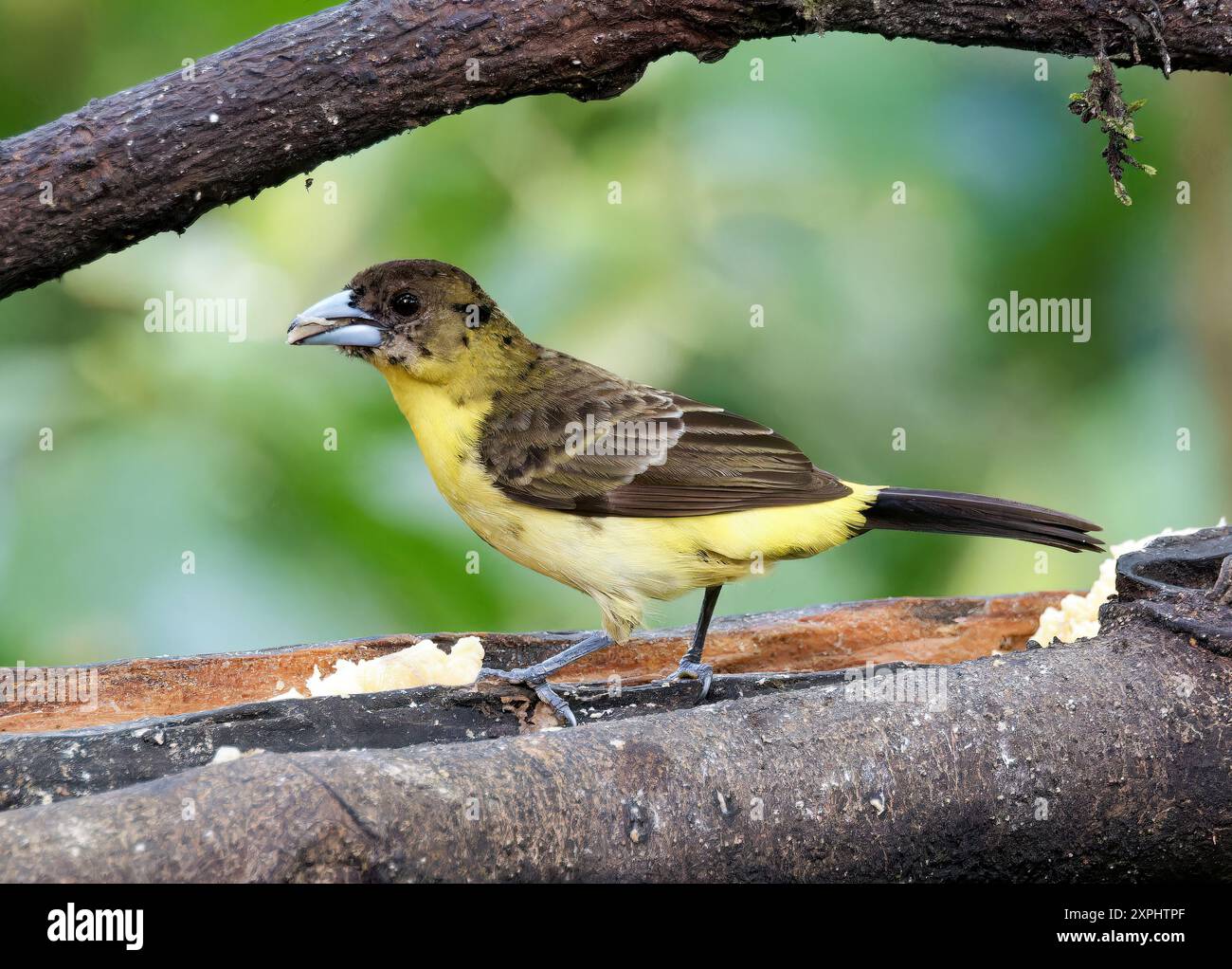 Flame-rumped tanager, Tangara flamboyant, Ramphocelus flammigerus ...