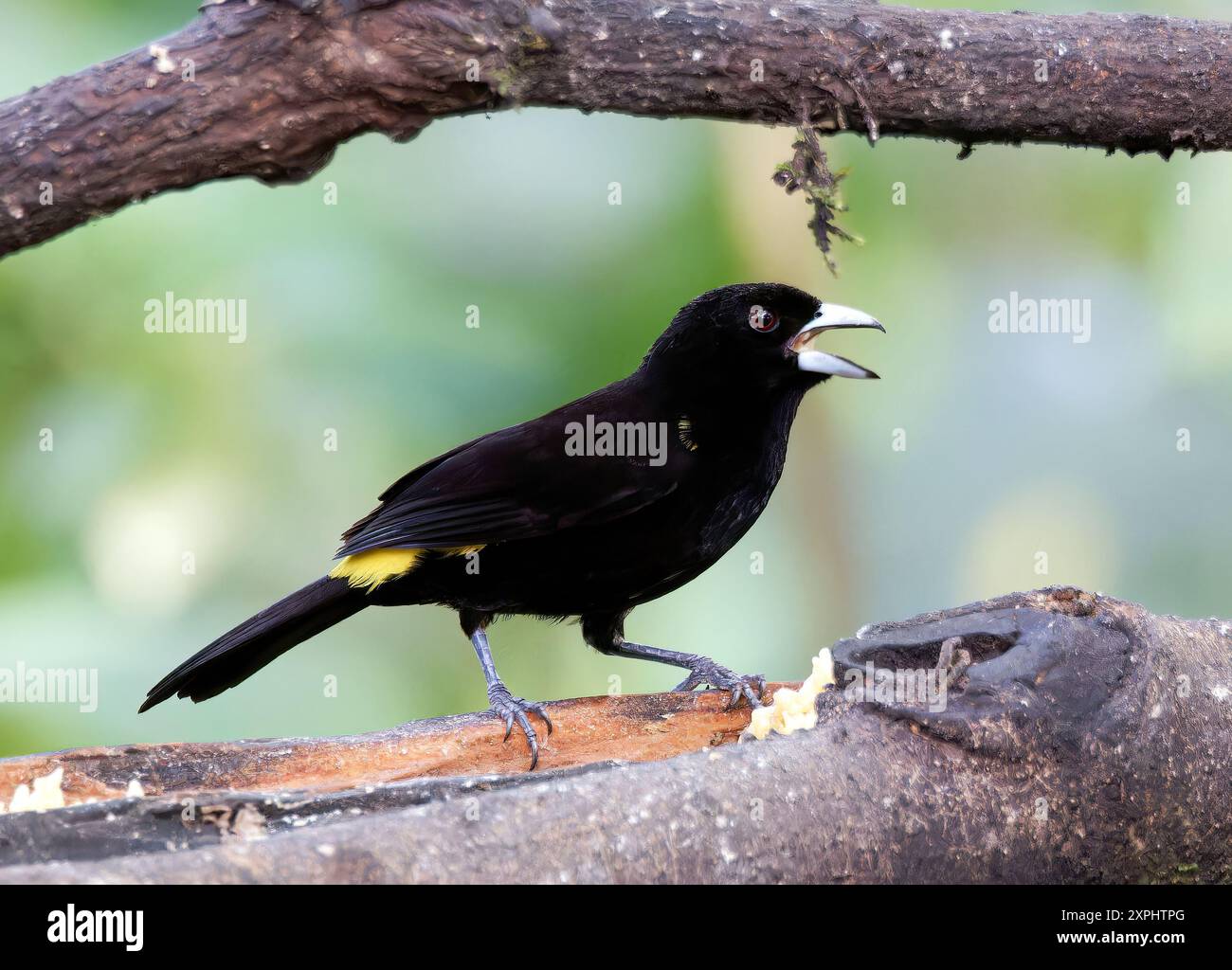 Flame-rumped tanager - male, Tangara flamboyant, Ramphocelus ...