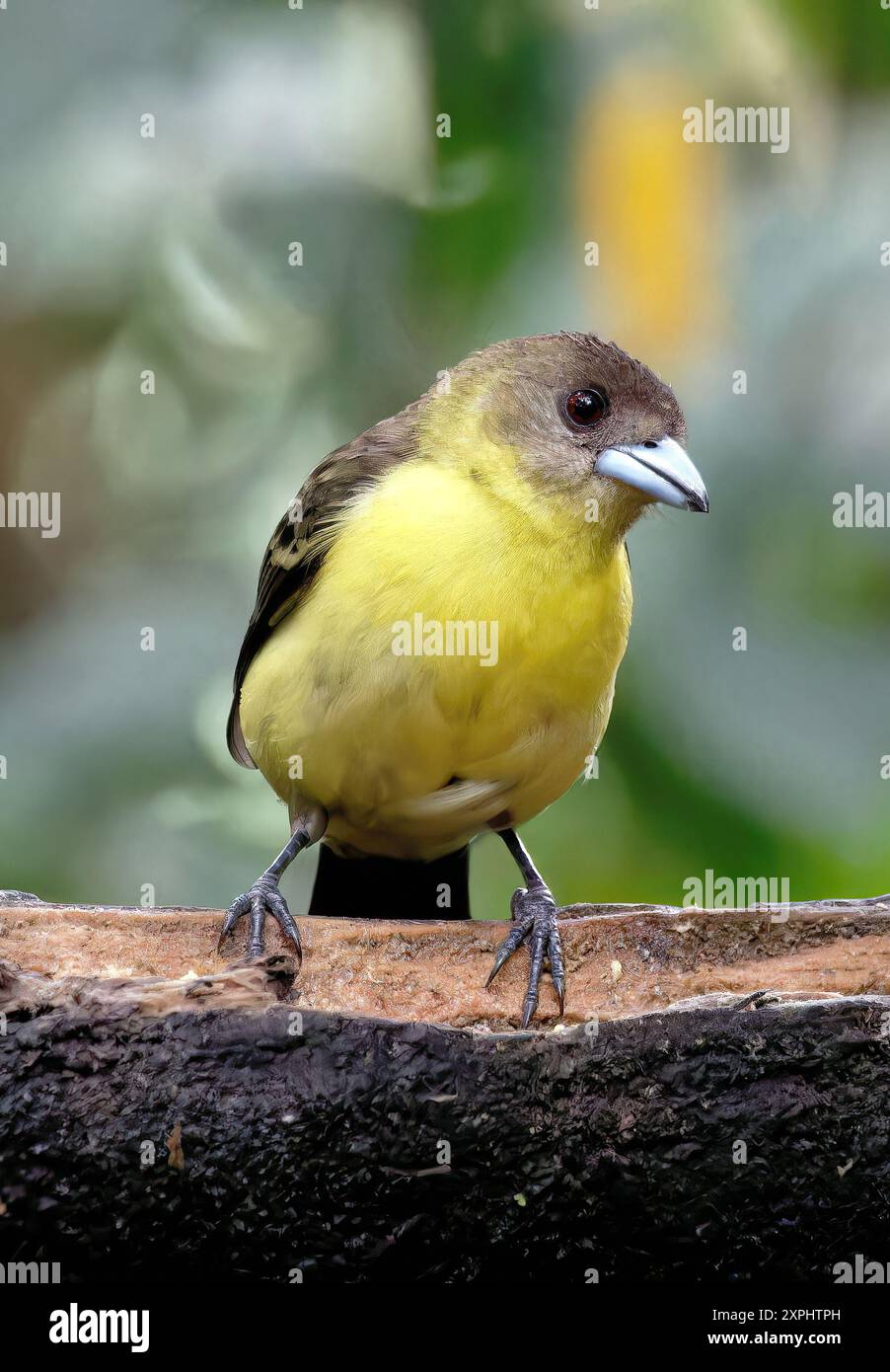 Flame-rumped tanager - female, Tangara flamboyant, Ramphocelus ...