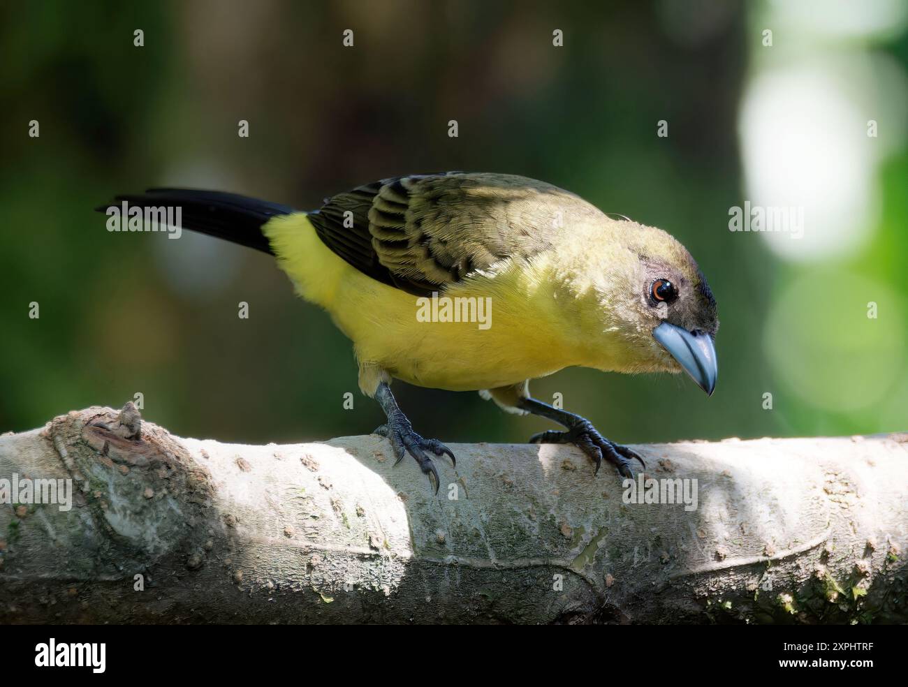 Flame-rumped tanager - female, Tangara flamboyant, Ramphocelus ...