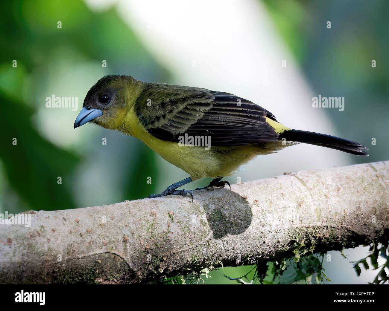 Flame-rumped tanager - female, Tangara flamboyant, Ramphocelus ...