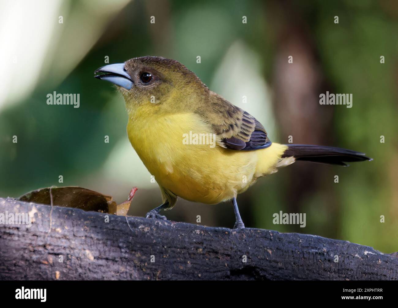 Flame-rumped tanager - female, Tangara flamboyant, Ramphocelus ...