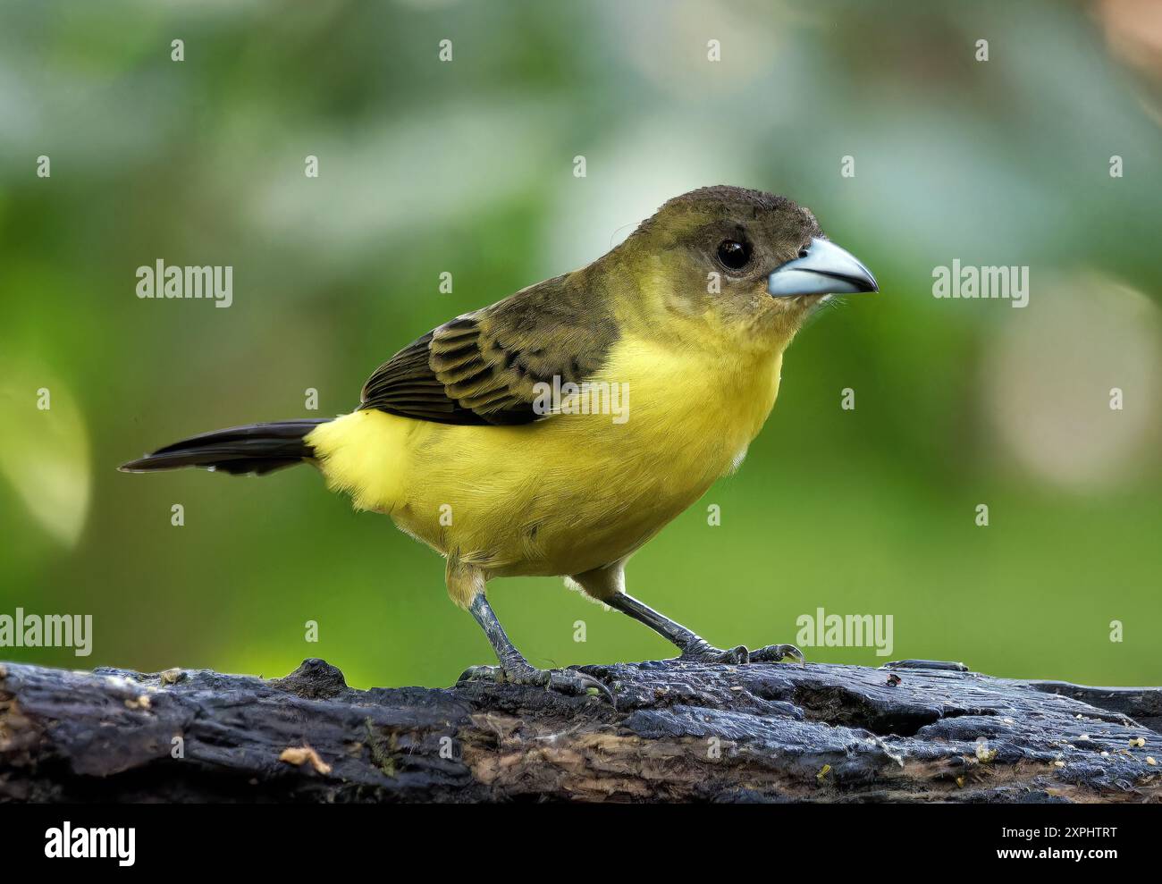 Flame-rumped tanager - female, Tangara flamboyant, Ramphocelus ...
