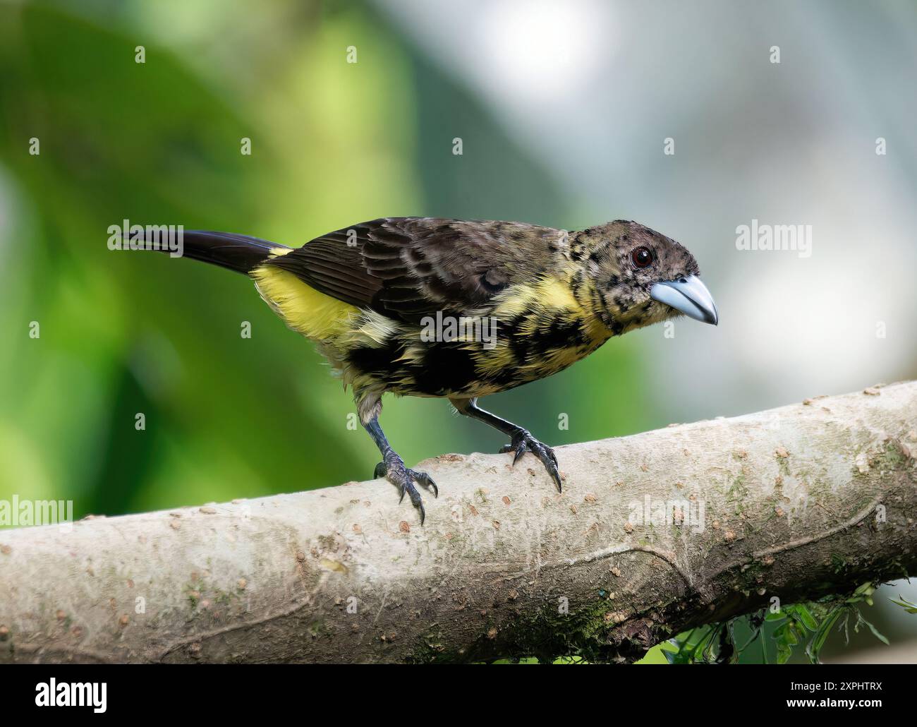 Flame-rumped tanager, Tangara flamboyant, Ramphocelus flammigerus ...