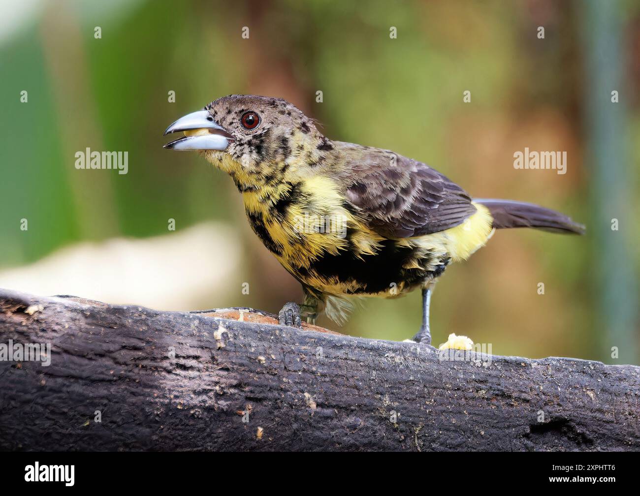 Flame-rumped tanager, Tangara flamboyant, Ramphocelus flammigerus ...