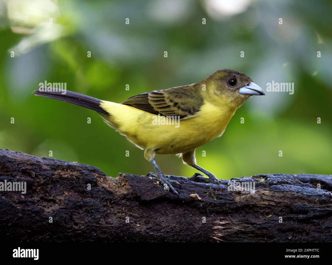 Flame-rumped tanager - female, Tangara flamboyant, Ramphocelus ...