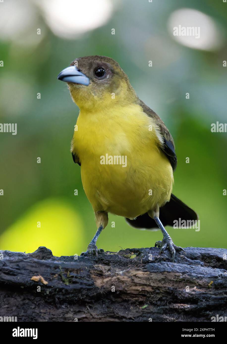Flame-rumped tanager - female, Tangara flamboyant, Ramphocelus ...