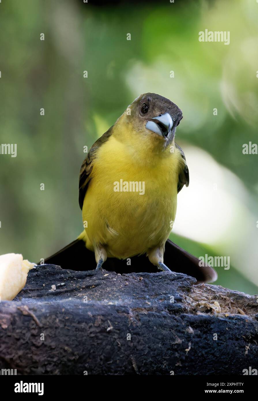 Flame-rumped tanager - female, Tangara flamboyant, Ramphocelus ...