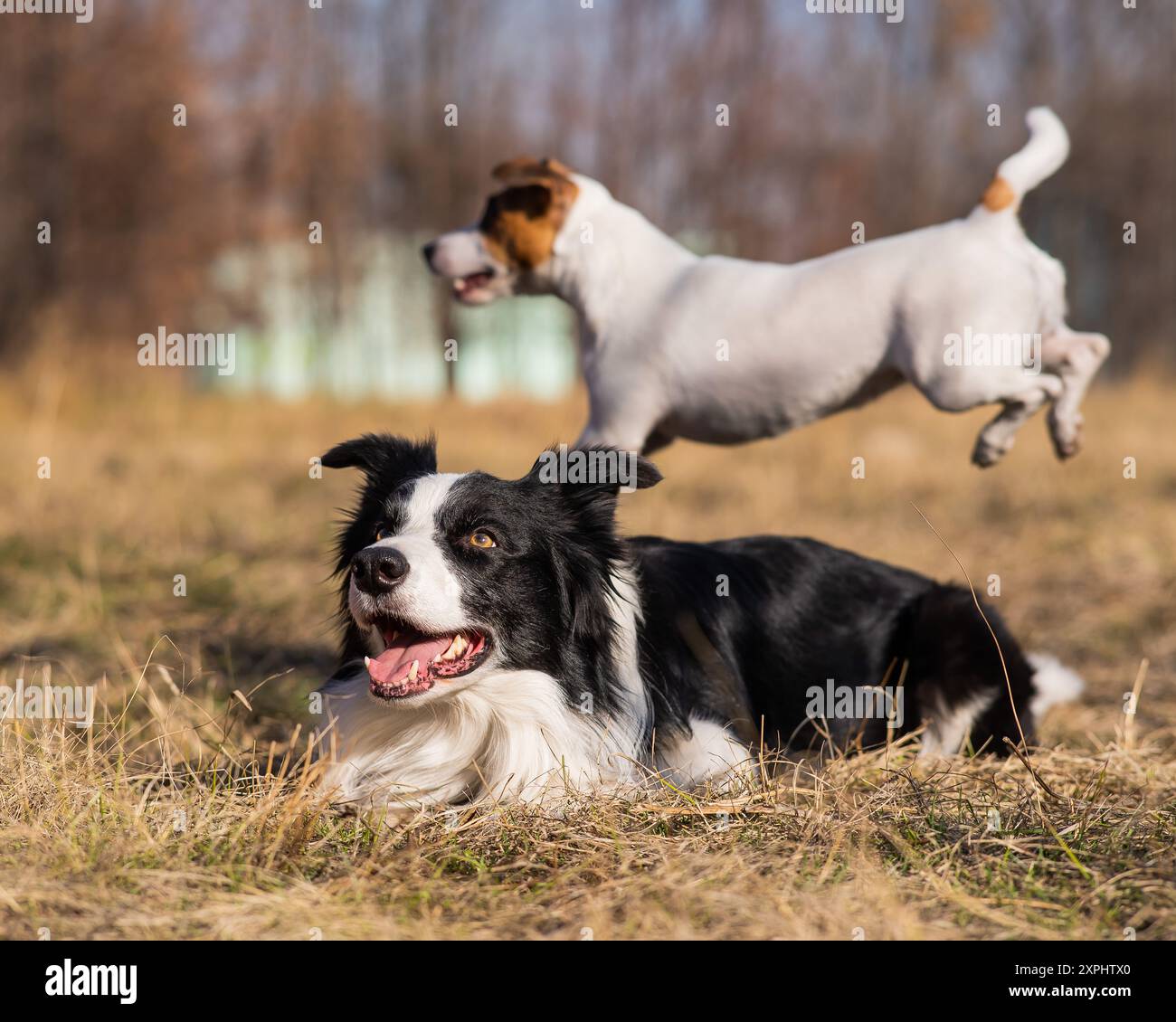 Jack Russell terrier dog jumps over a border collie on a walk in the ...