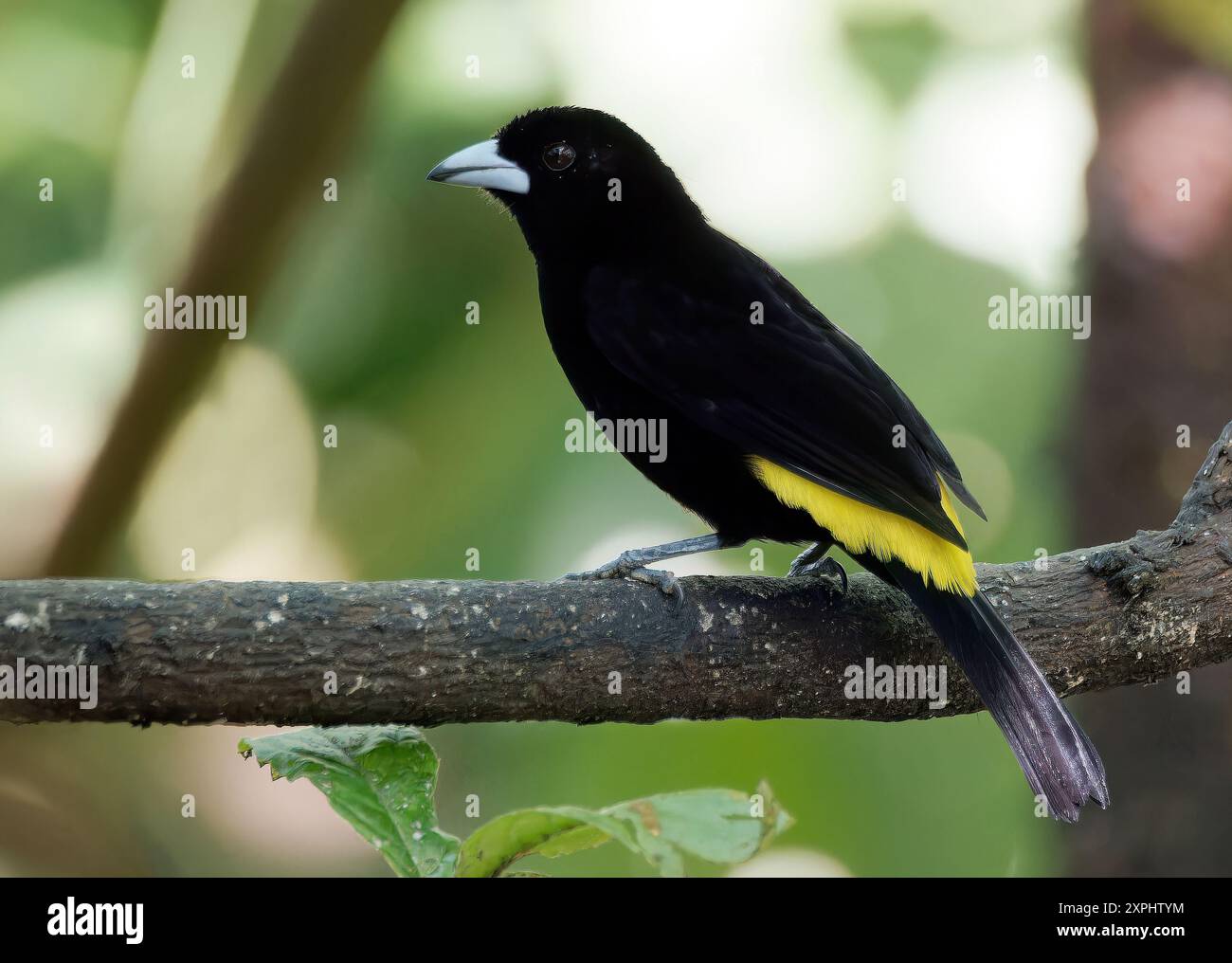 Flame-rumped tanager - male, Tangara flamboyant, Ramphocelus ...