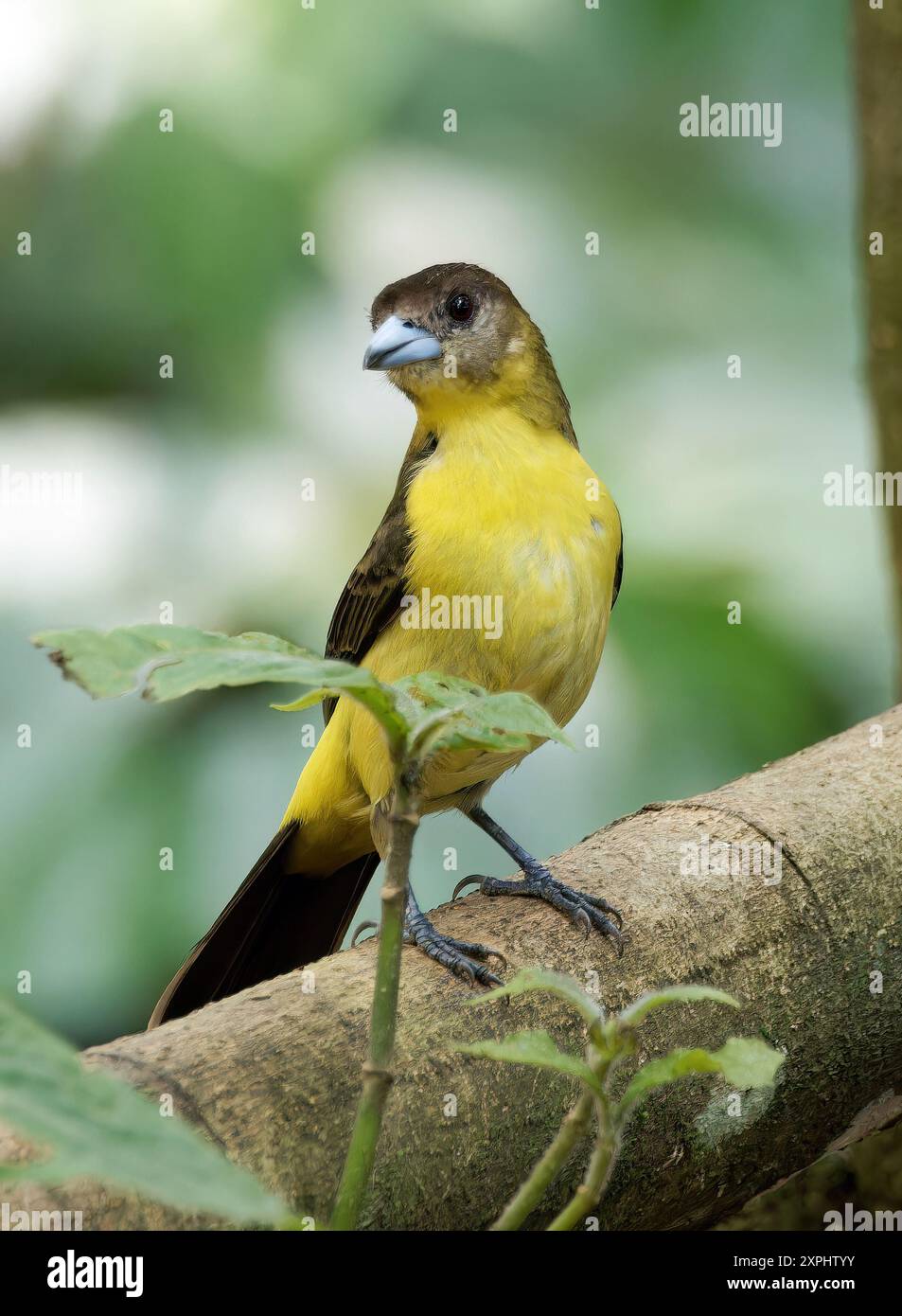 Flame-rumped tanager - female, Tangara flamboyant, Ramphocelus ...