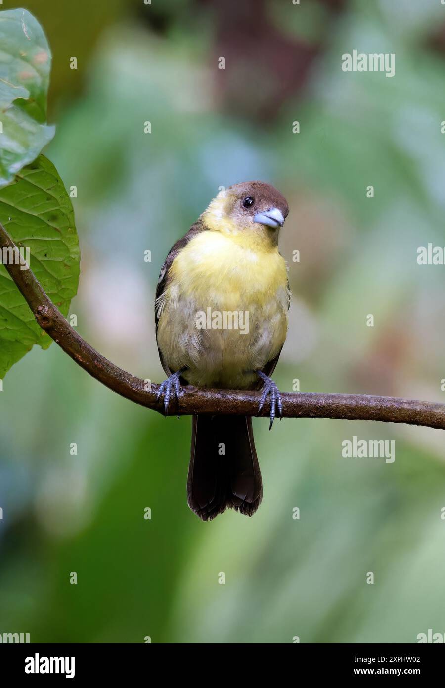 Flame-rumped tanager - female, Tangara flamboyant, Ramphocelus ...