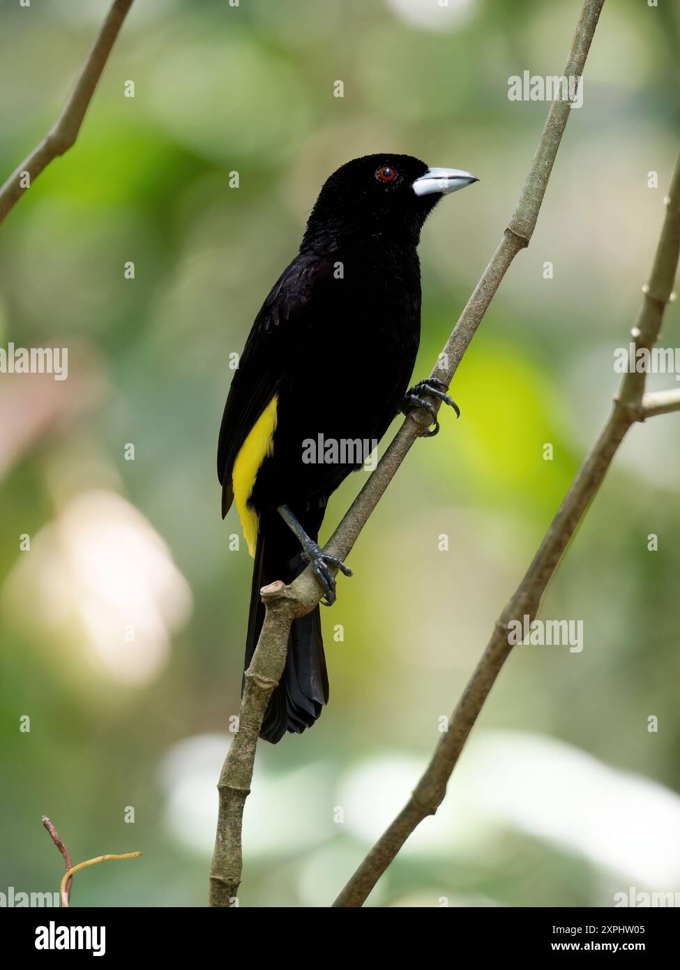 Flame-rumped tanager - male, Tangara flamboyant, Ramphocelus ...