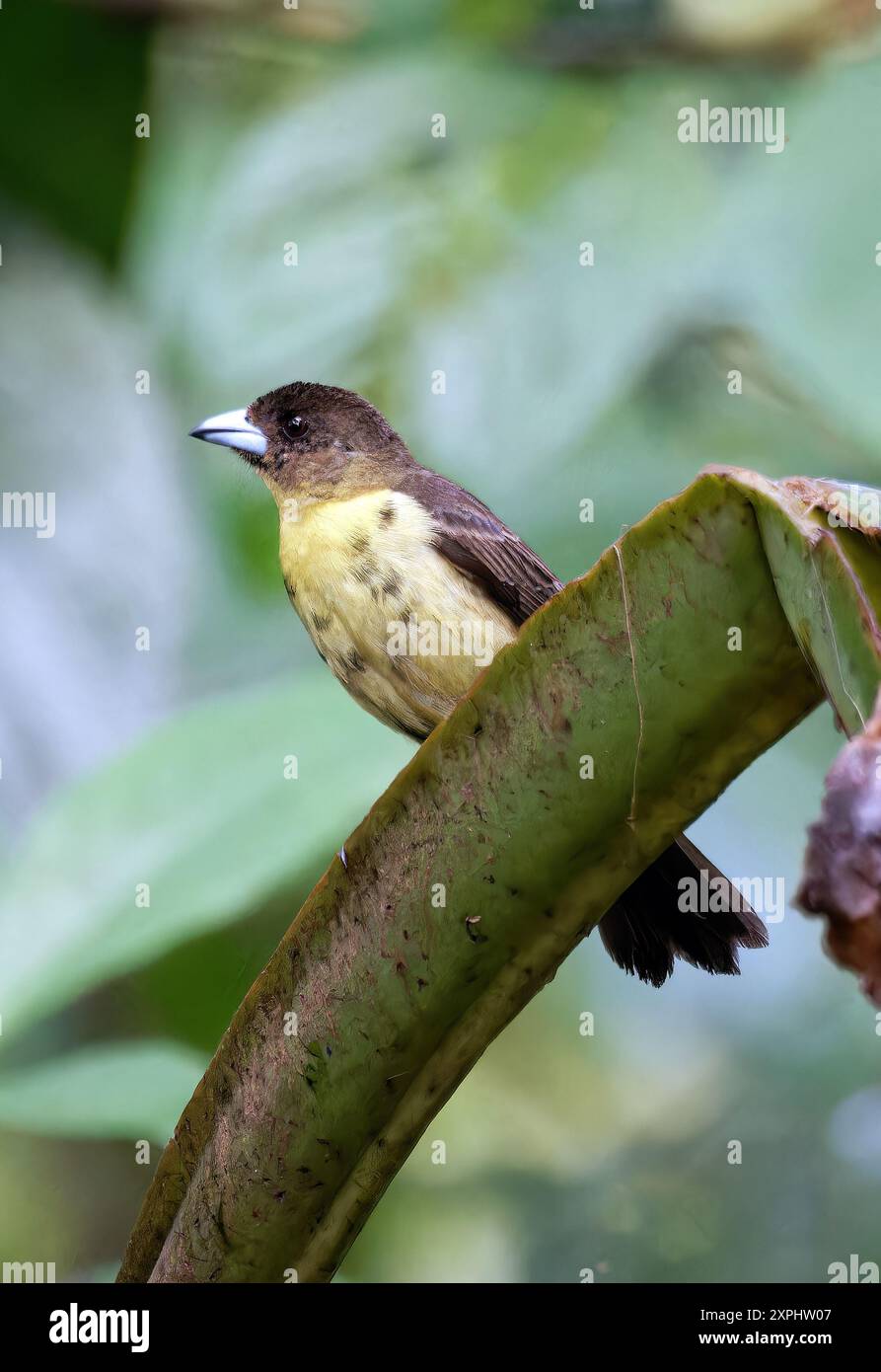 Tangara flamboyant hi-res stock photography and images - Alamy