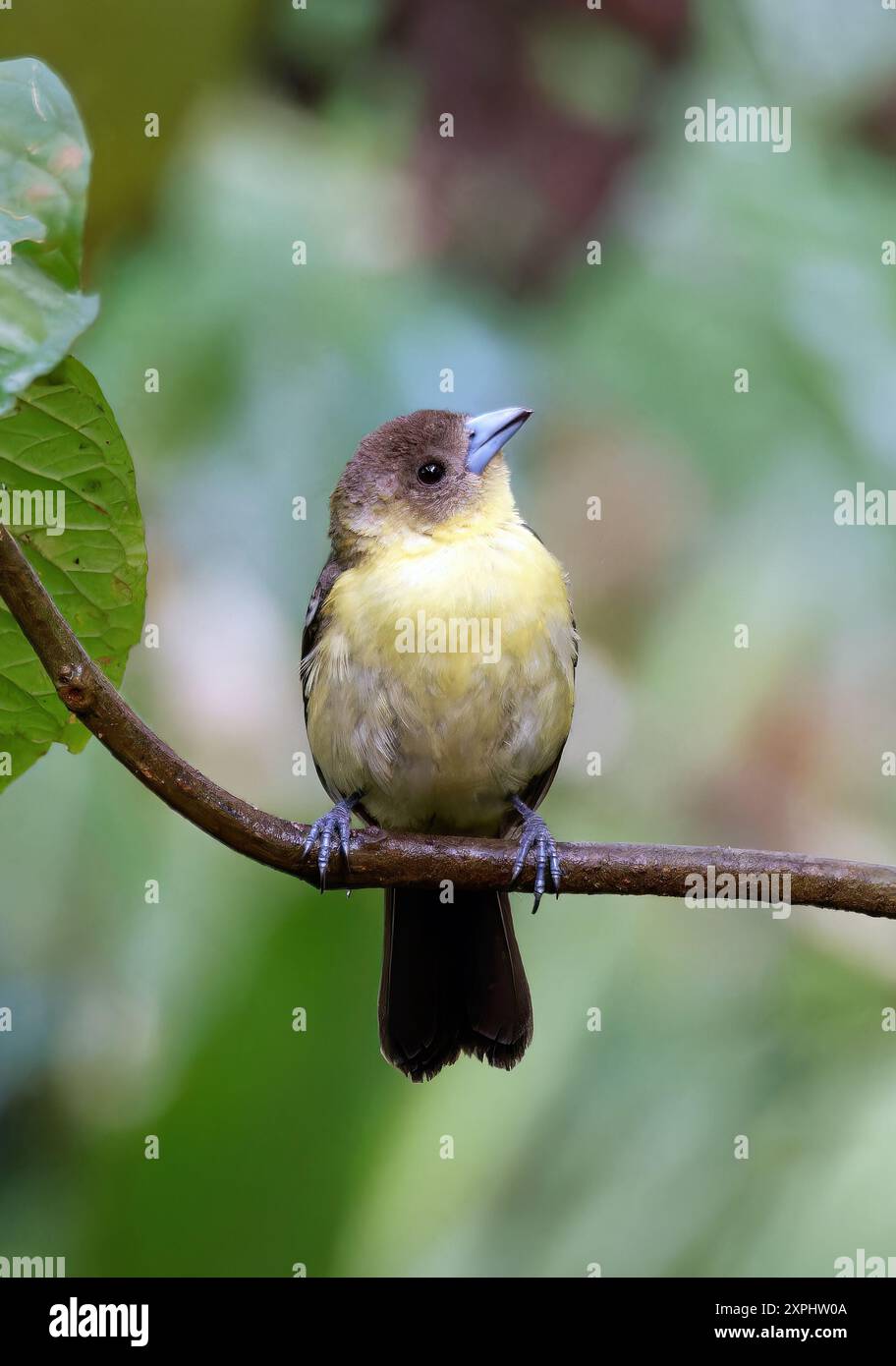 Flame-rumped tanager - female, Tangara flamboyant, Ramphocelus ...