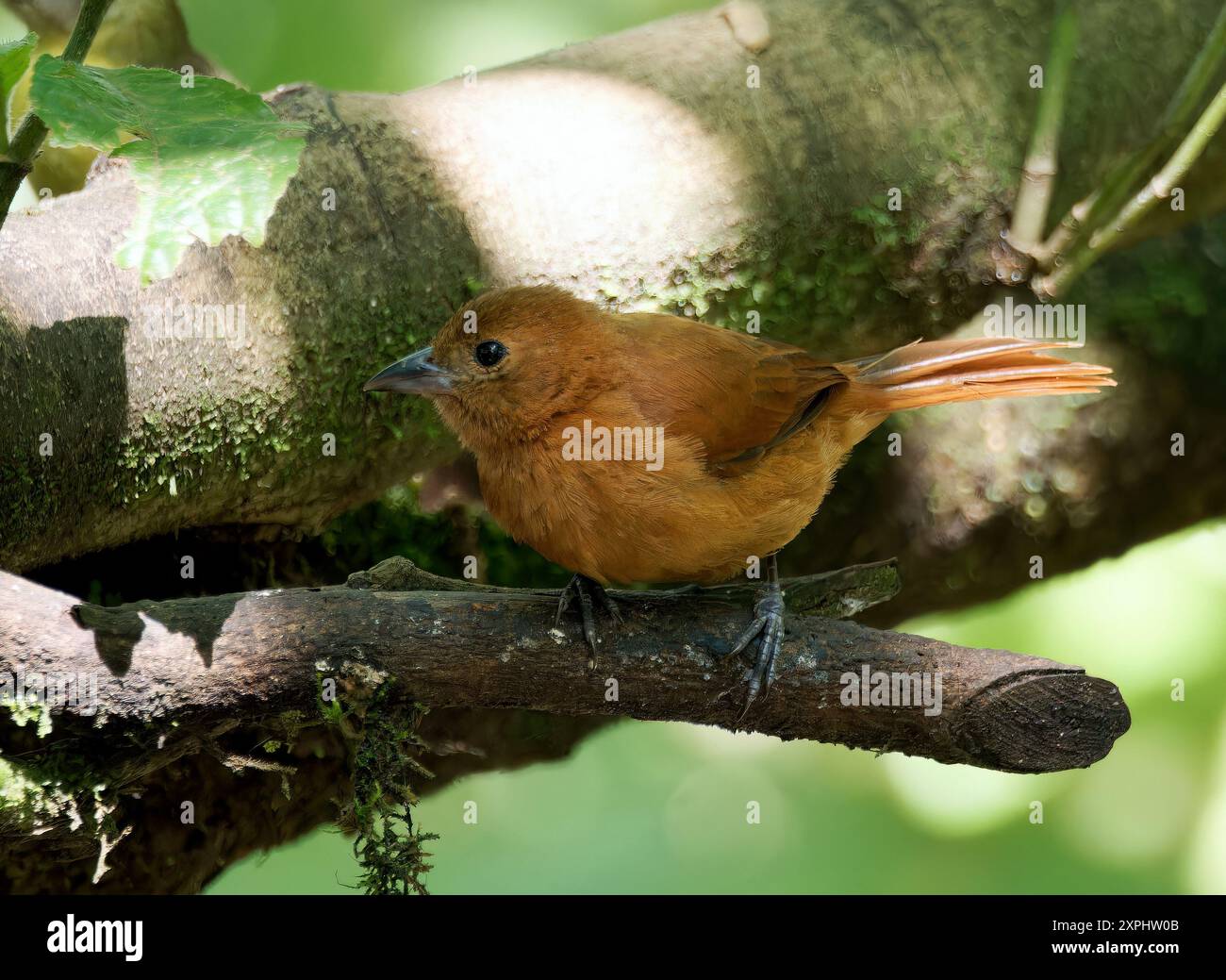 White-lined tanager - female, Tangara à galons blancs, Tachyphonus ...