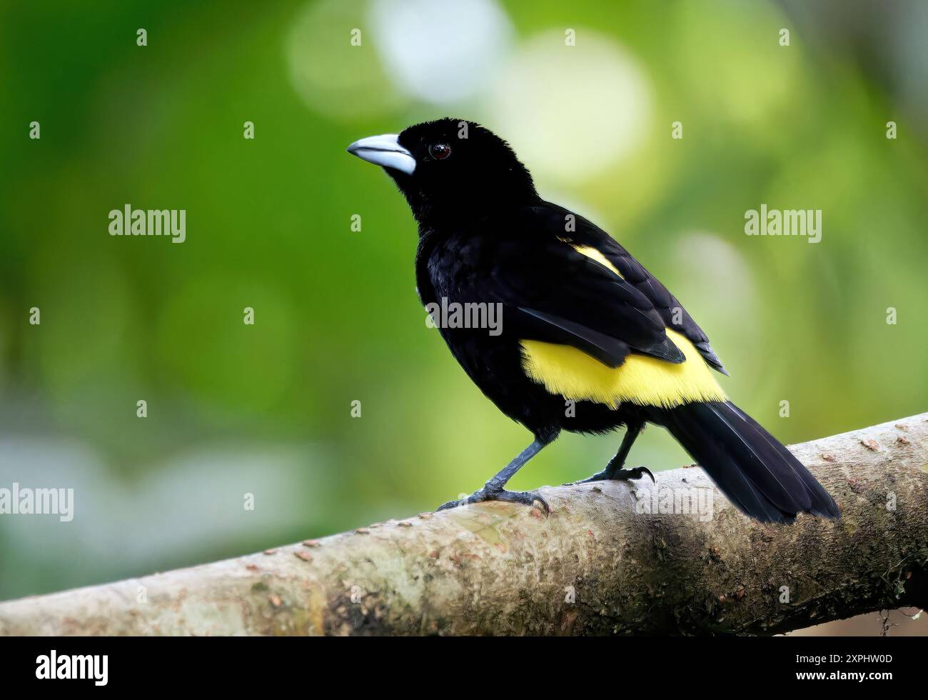 Flame-rumped tanager - male, Tangara flamboyant, Ramphocelus ...