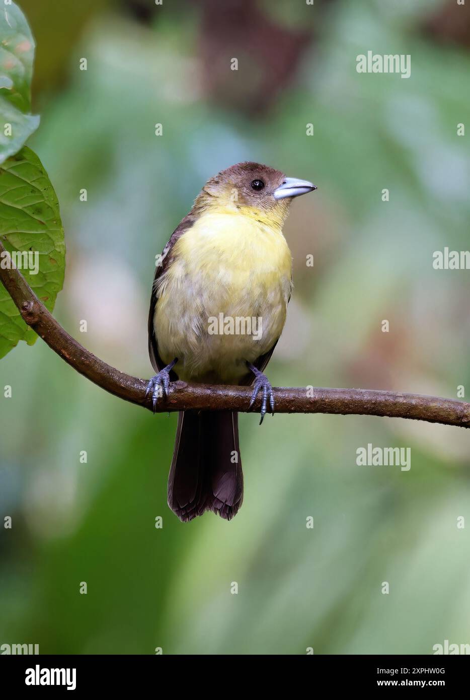 Flame-rumped tanager - female, Tangara flamboyant, Ramphocelus ...