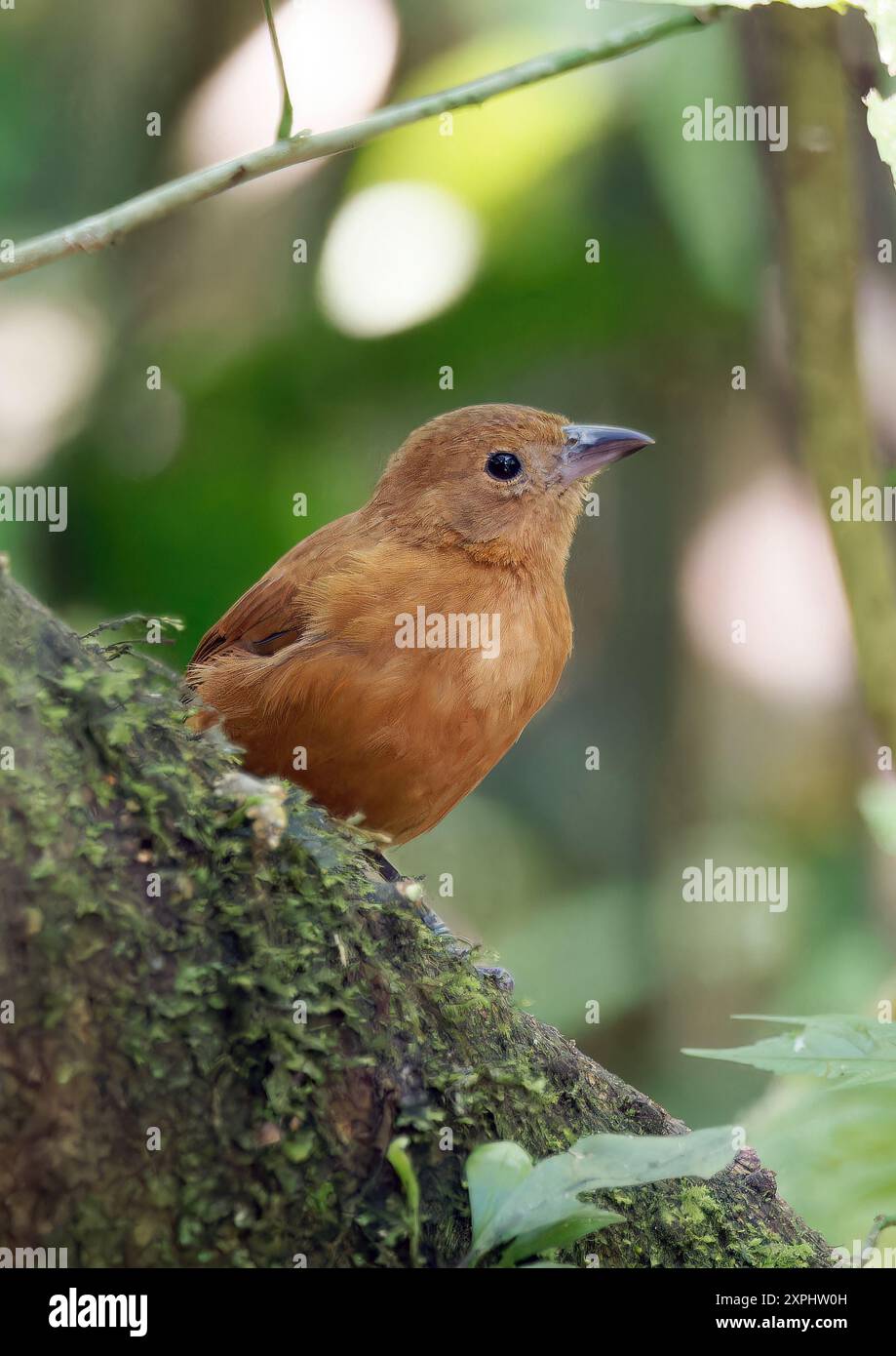 White-lined tanager - female, Tangara à galons blancs, Tachyphonus ...