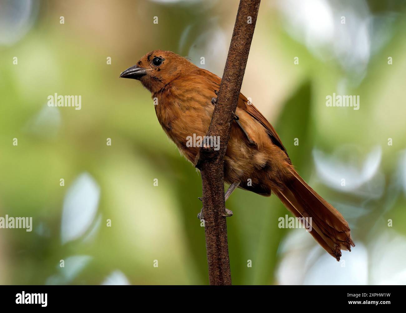 White-lined tanager - female, Tangara à galons blancs, Tachyphonus ...