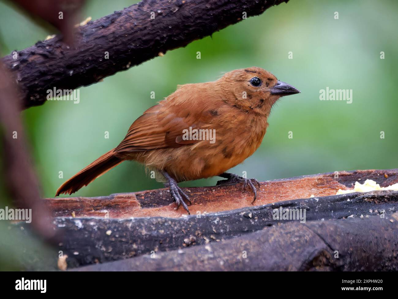 White-lined tanager - female, Tangara à galons blancs, Tachyphonus ...