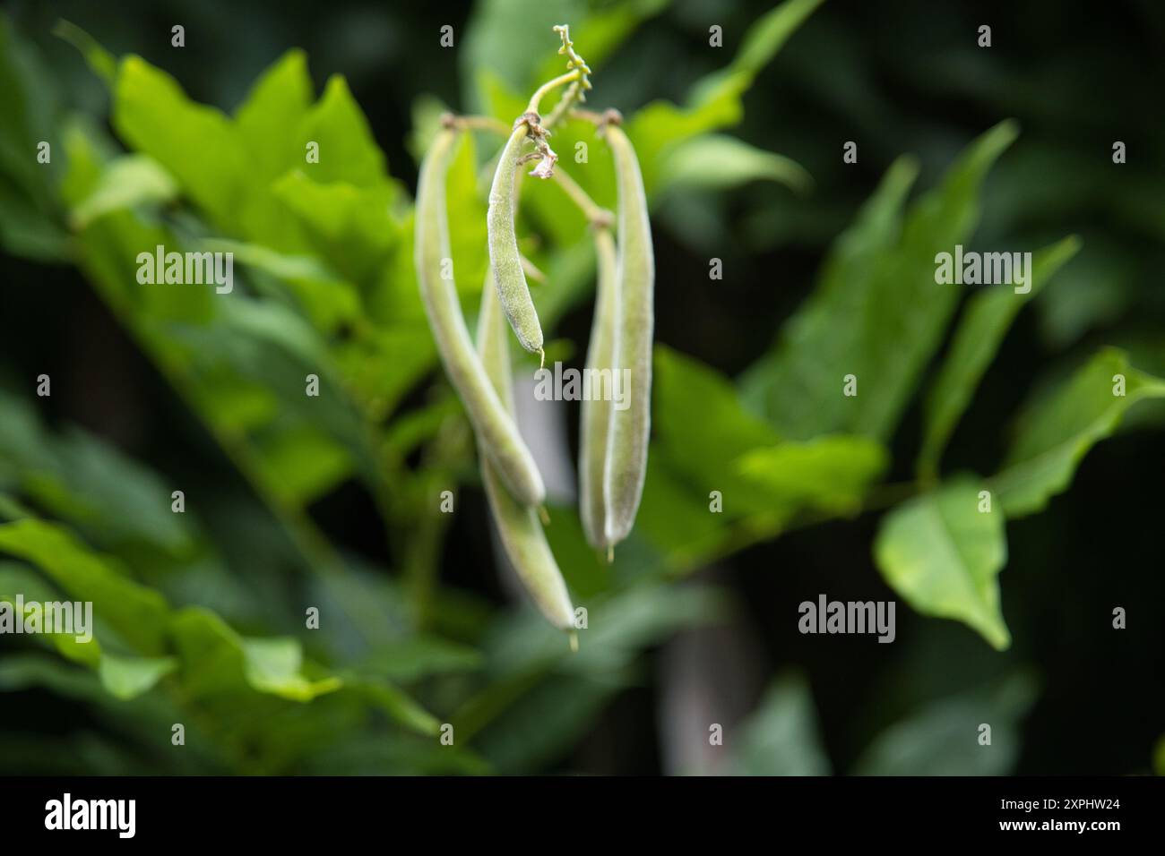 Seed pod hanging from a tree hi-res stock photography and images - Alamy
