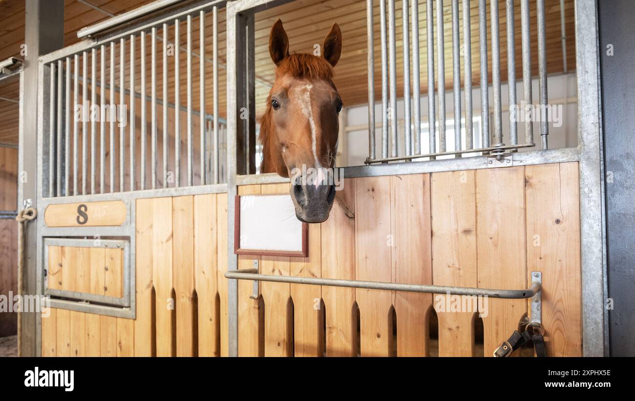 Beautiful horse standing in a stall in the modern stable Stock Photo ...