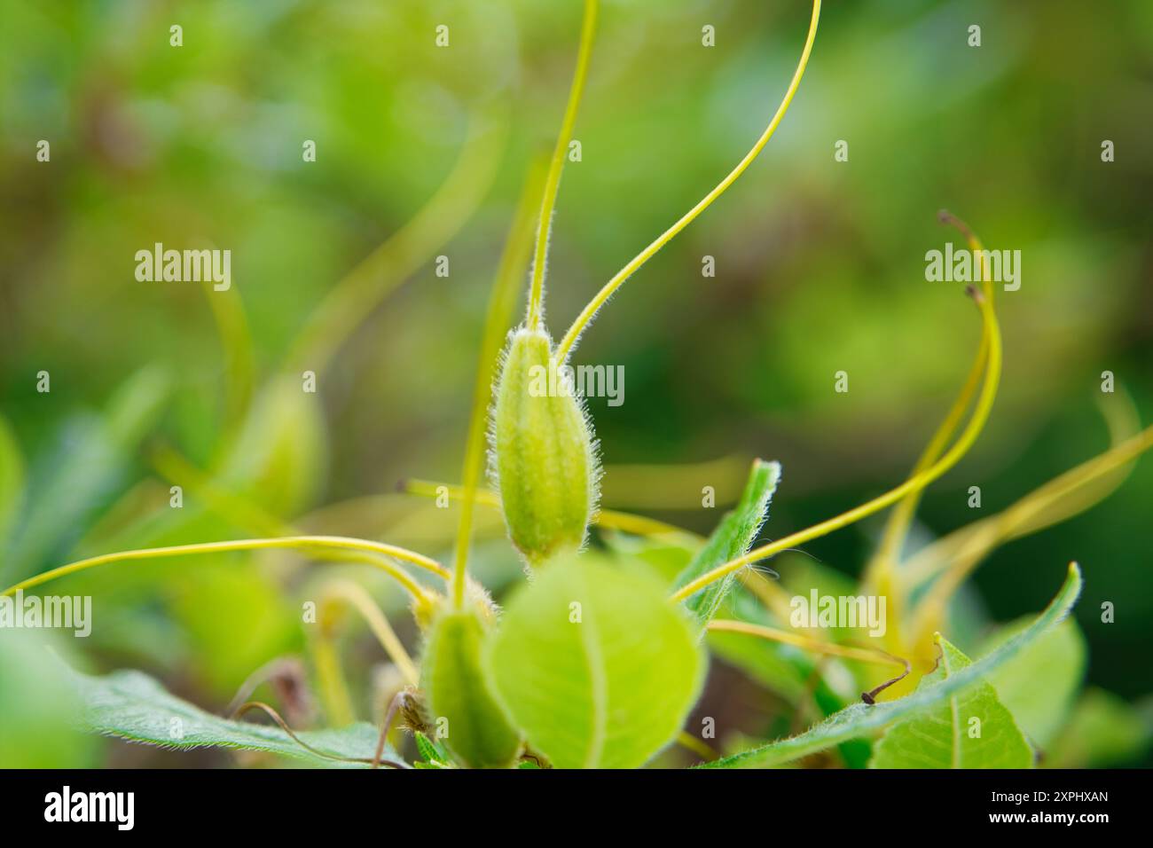 A plant with green leaves and yellow stems. The plant is growing in a ...